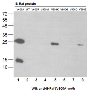 BRAF(V600A) - NewEast Biosciences - GTPase and Oncogene