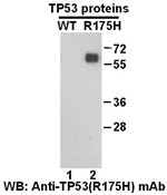 TP53(R175H) - NewEast Biosciences - GTPase and Oncogene