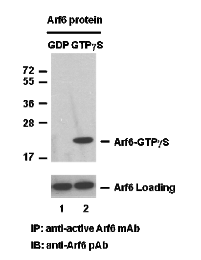Arf6 Pull-Down Activation Assay Kit - NewEast Biosciences - GTPase and ...