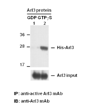 Arl3 Pull-Down Activation Assay Kit - NewEast Biosciences - GTPase and ...