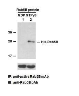 Rab5B Pull-Down Activation Assay Kit - NewEast Biosciences - GTPase and ...
