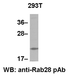 Rab28 pAb - NewEast Biosciences - GTPase and Oncogene