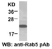 Rab5 pAb - NewEast Biosciences - GTPase and Oncogene