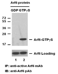Arf6-GTP - NewEast Biosciences - GTPase and Oncogene