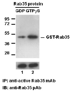Rab35-GTP - NewEast Biosciences - GTPase and Oncogene