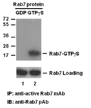 Rab7-GTP - NewEast Biosciences - GTPase and Oncogene