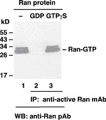Ran-GTP - NewEast Biosciences - GTPase and Oncogene