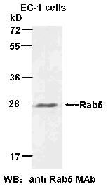 Rab5 mAb - NewEast Biosciences - GTPase and Oncogene