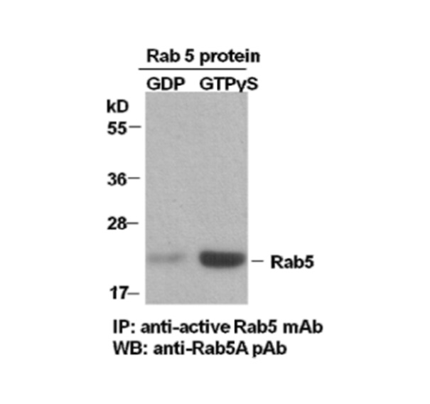 Rab5A Pull-Down Activation Assay Kit - NewEast Biosciences - GTPase ...